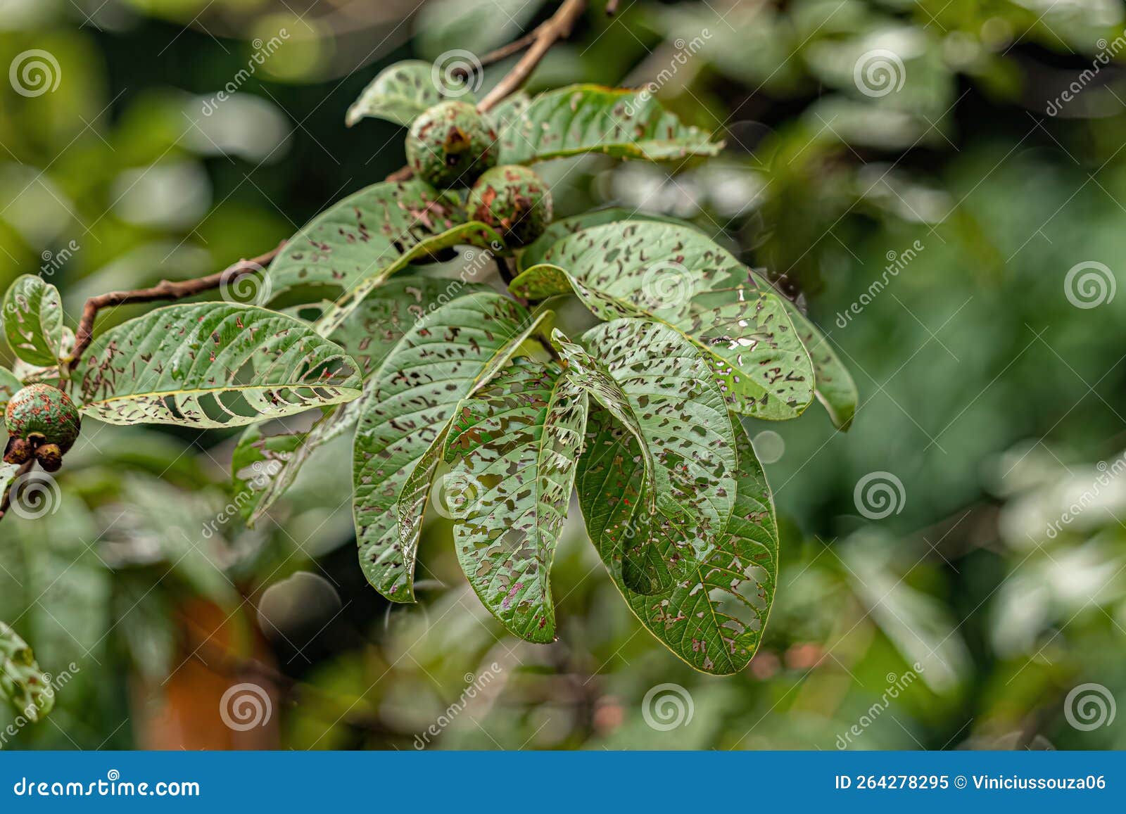 Leaves Eaten by Pest Insects Stock Image - Image of fruit, guava: 264278295