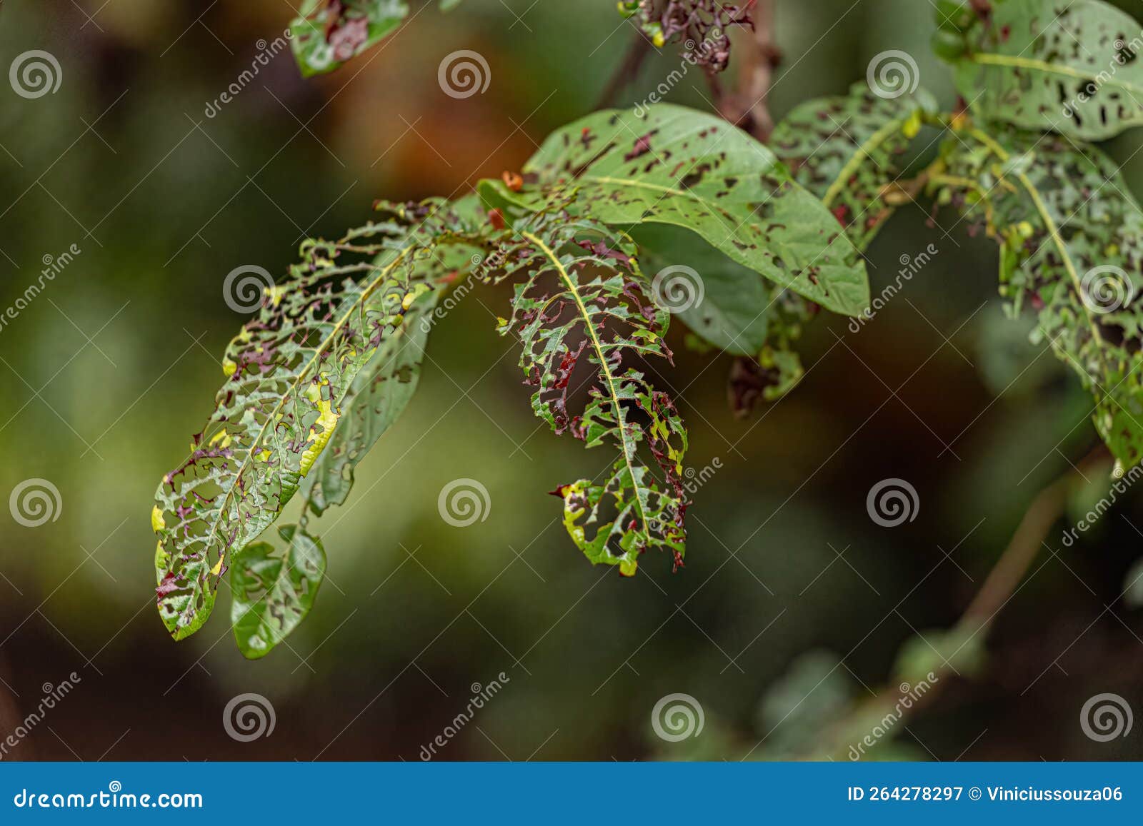 Leaves Eaten by Pest Insects Stock Image - Image of guava, insects ...