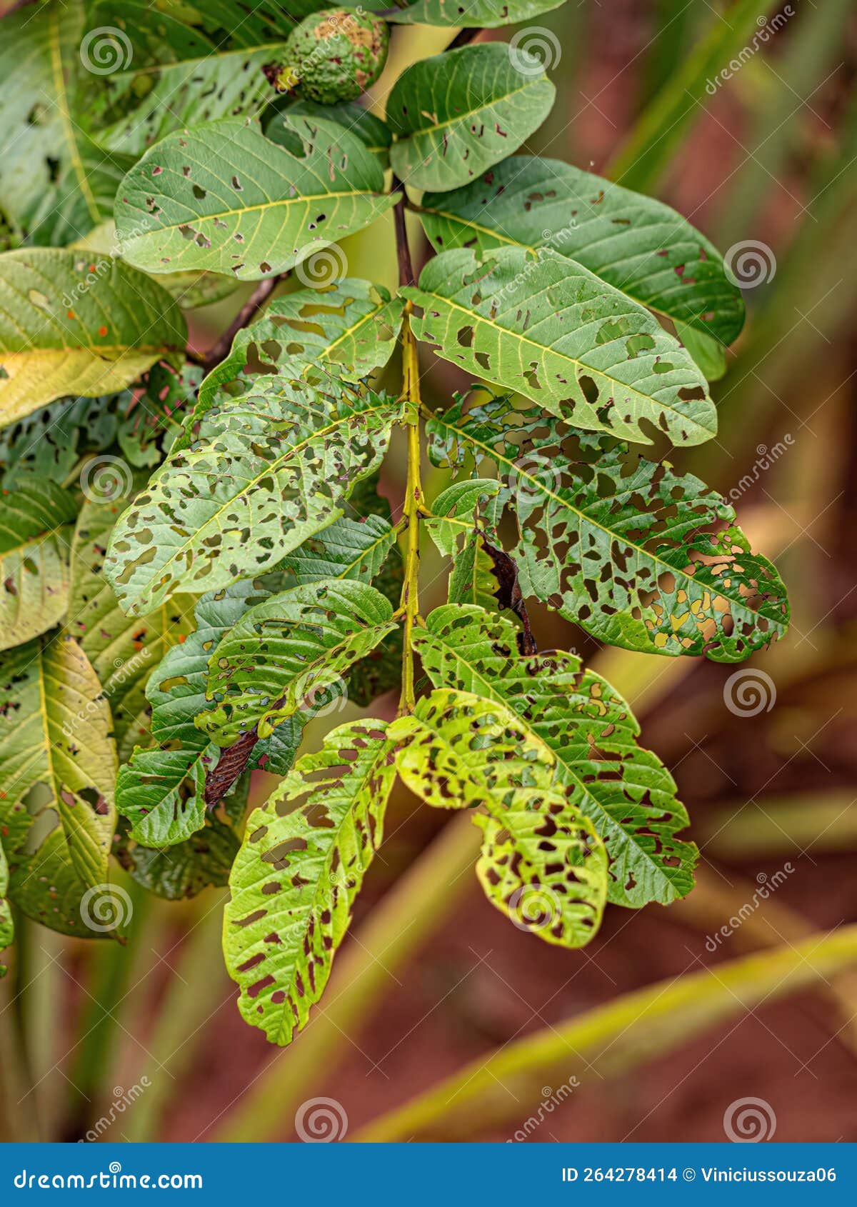 Leaves Eaten by Pest Insects Stock Photo - Image of green, parasite ...