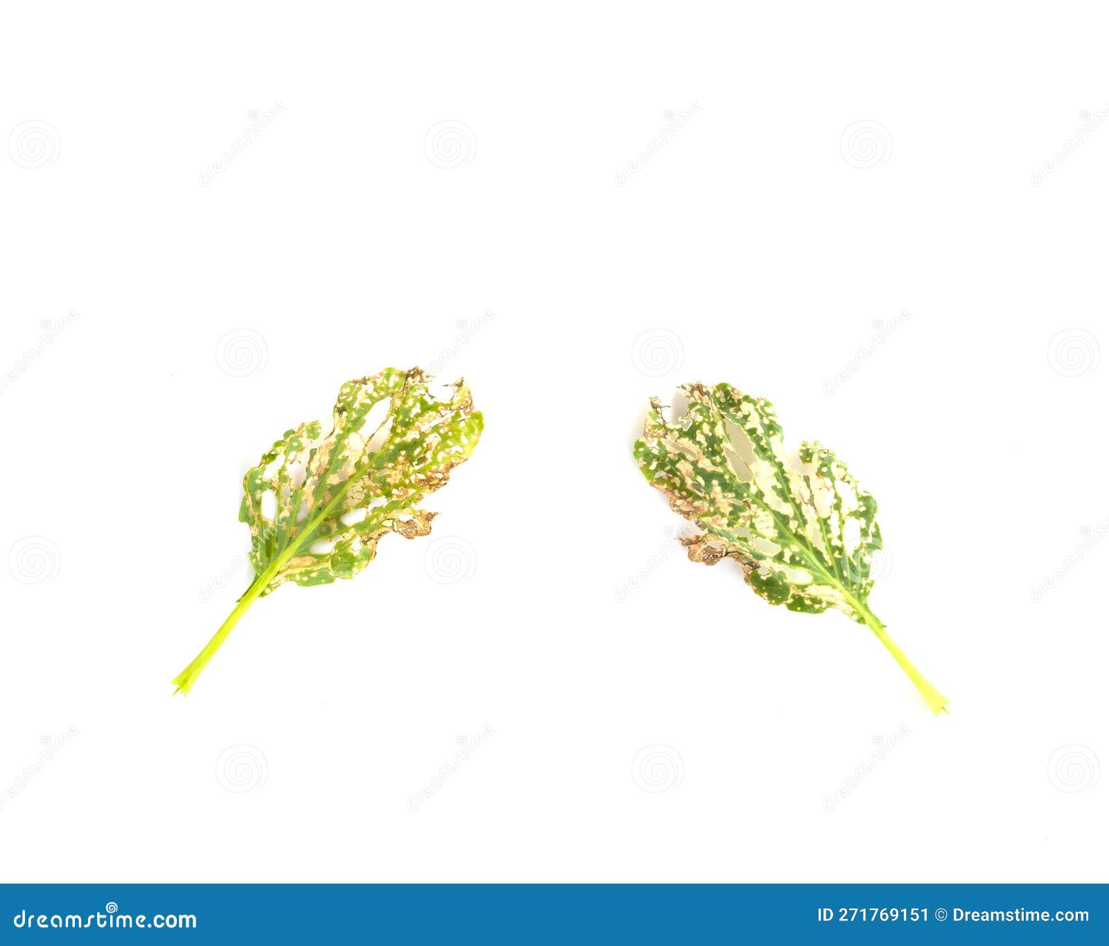 Leaves Eaten by Pests on White Background Stock Image - Image of ...