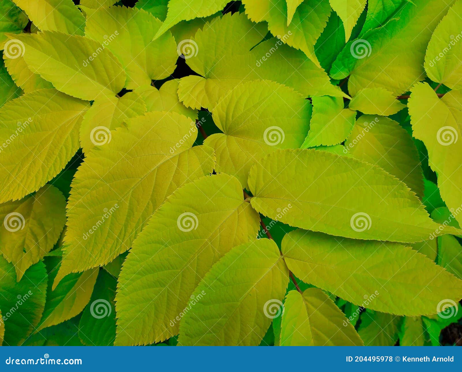 Leaves edited 3 stock photo. Image of shrub, leaf, flower - 204495978