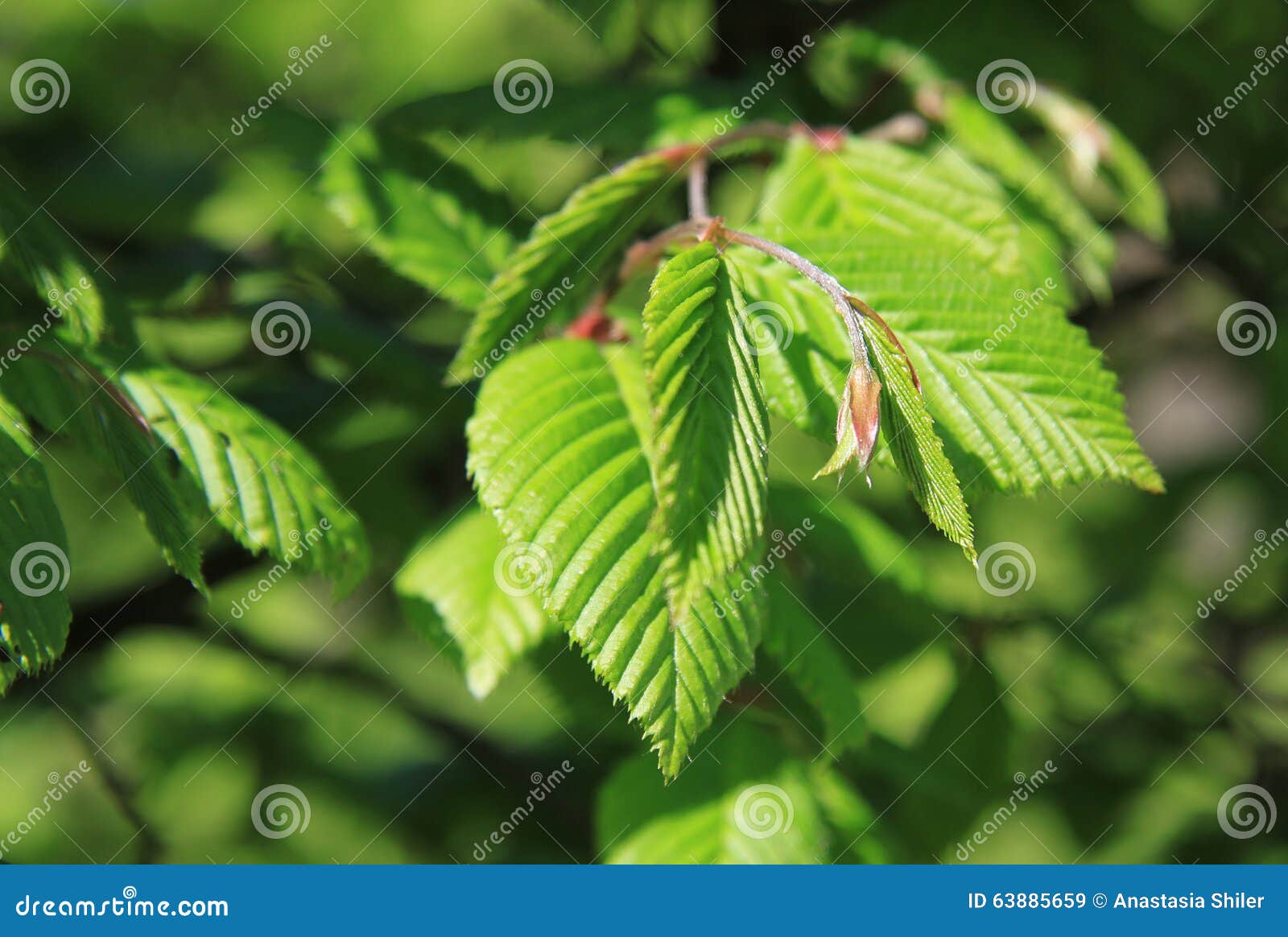 Leaves of Elm Tree in the Spring Stock Image - Image of bright, nature ...
