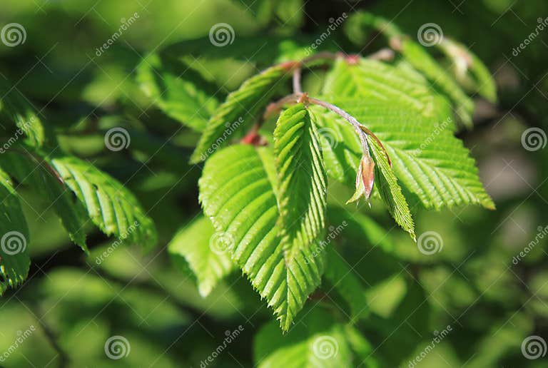 Leaves of Elm Tree in the Spring Stock Image - Image of bright, nature ...