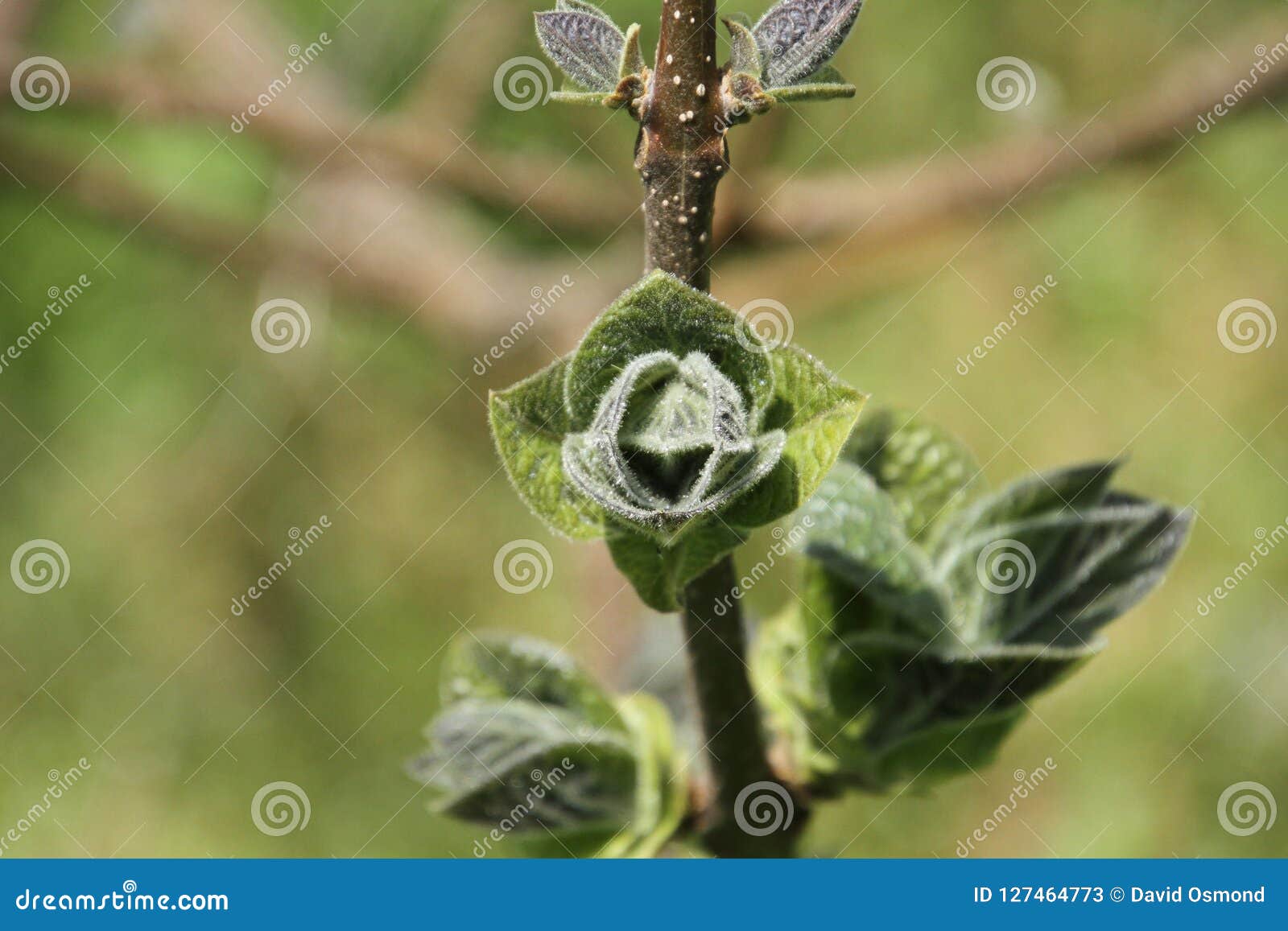 Leaves emerging from a bud stock image. Image of flower - 127464773