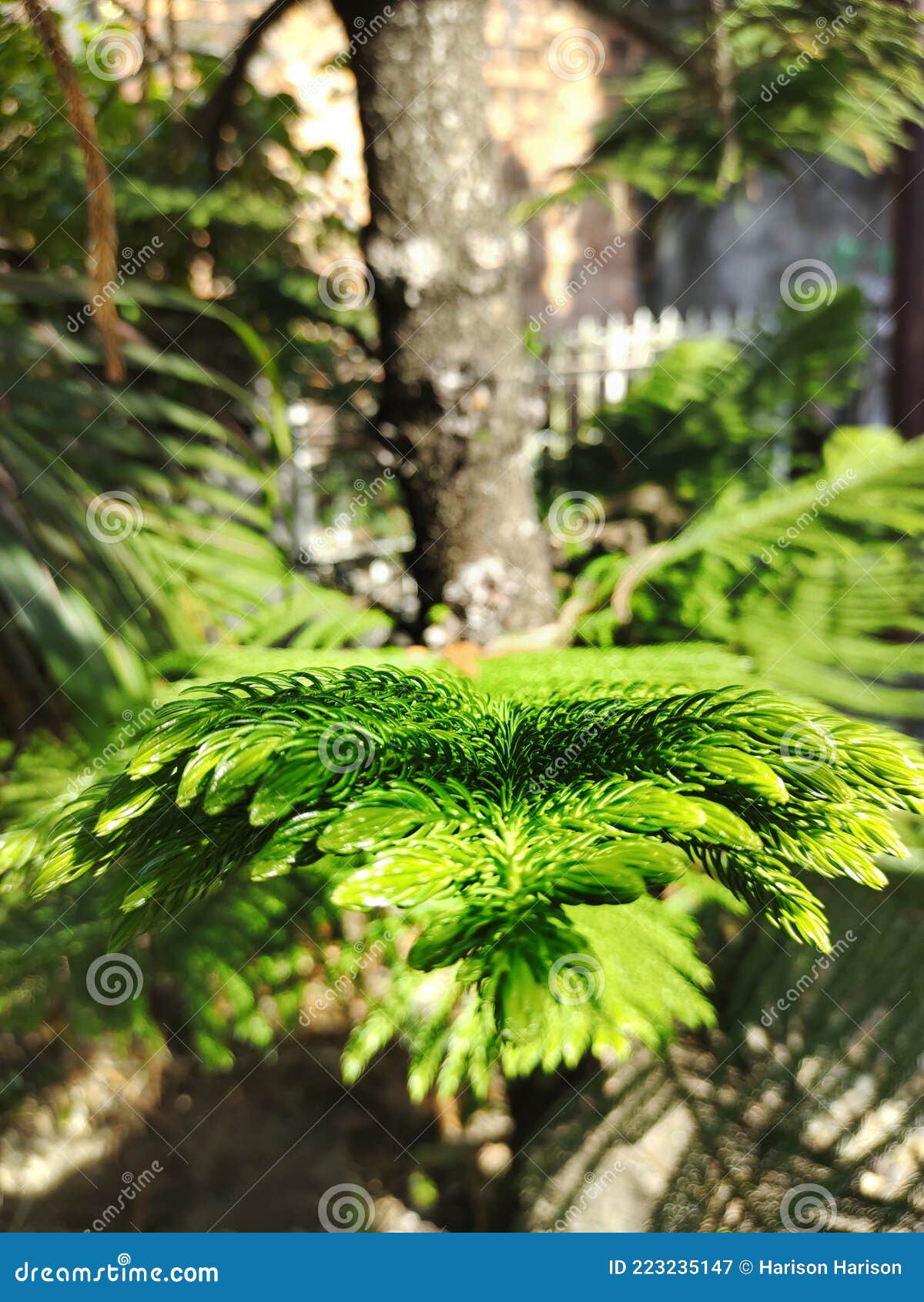 The Leaves of the Evergreen Spruce Tree Stretch Out Stock Image - Image ...