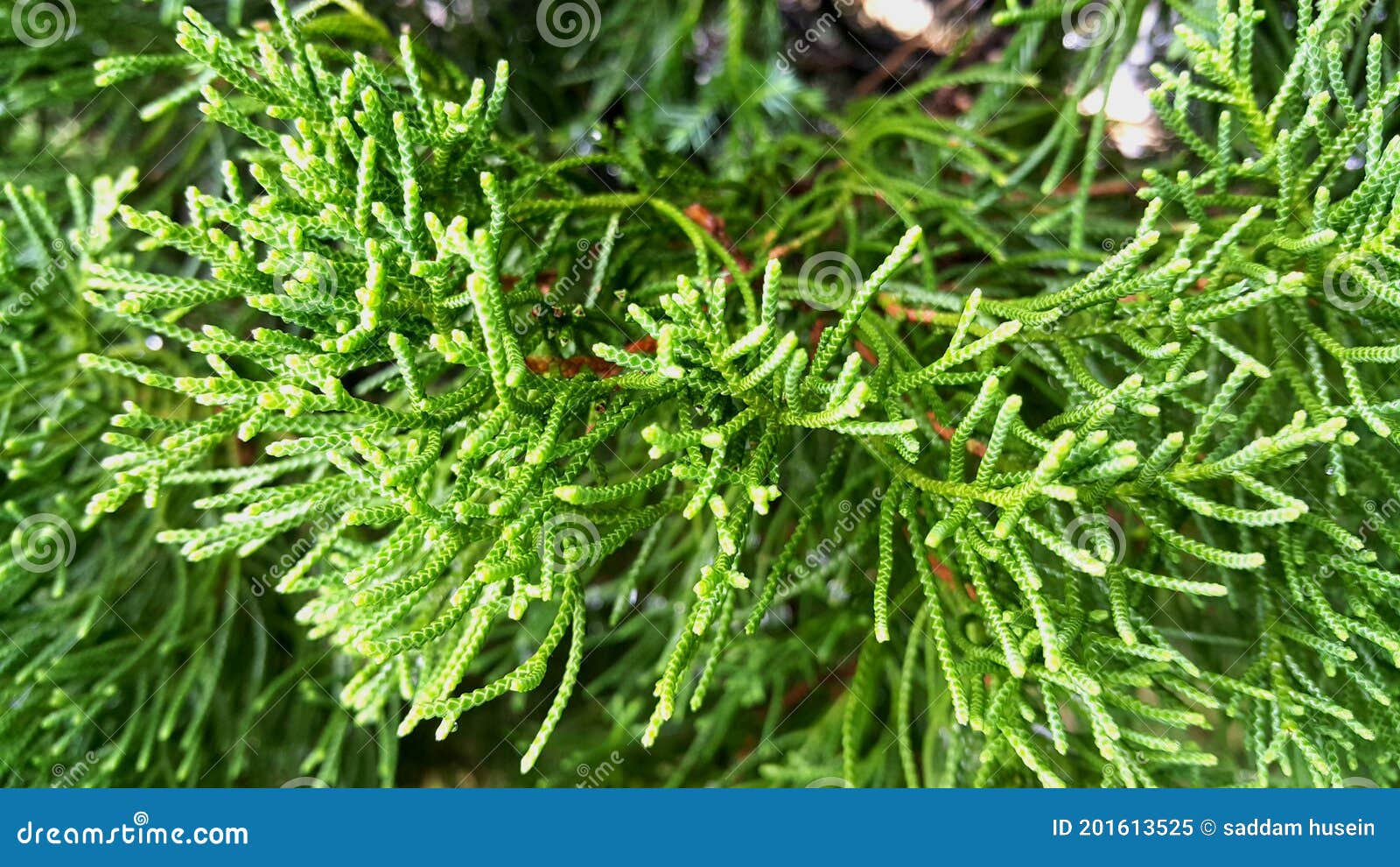 The Leaves of the Evergreen Tree Stock Image - Image of leaves ...