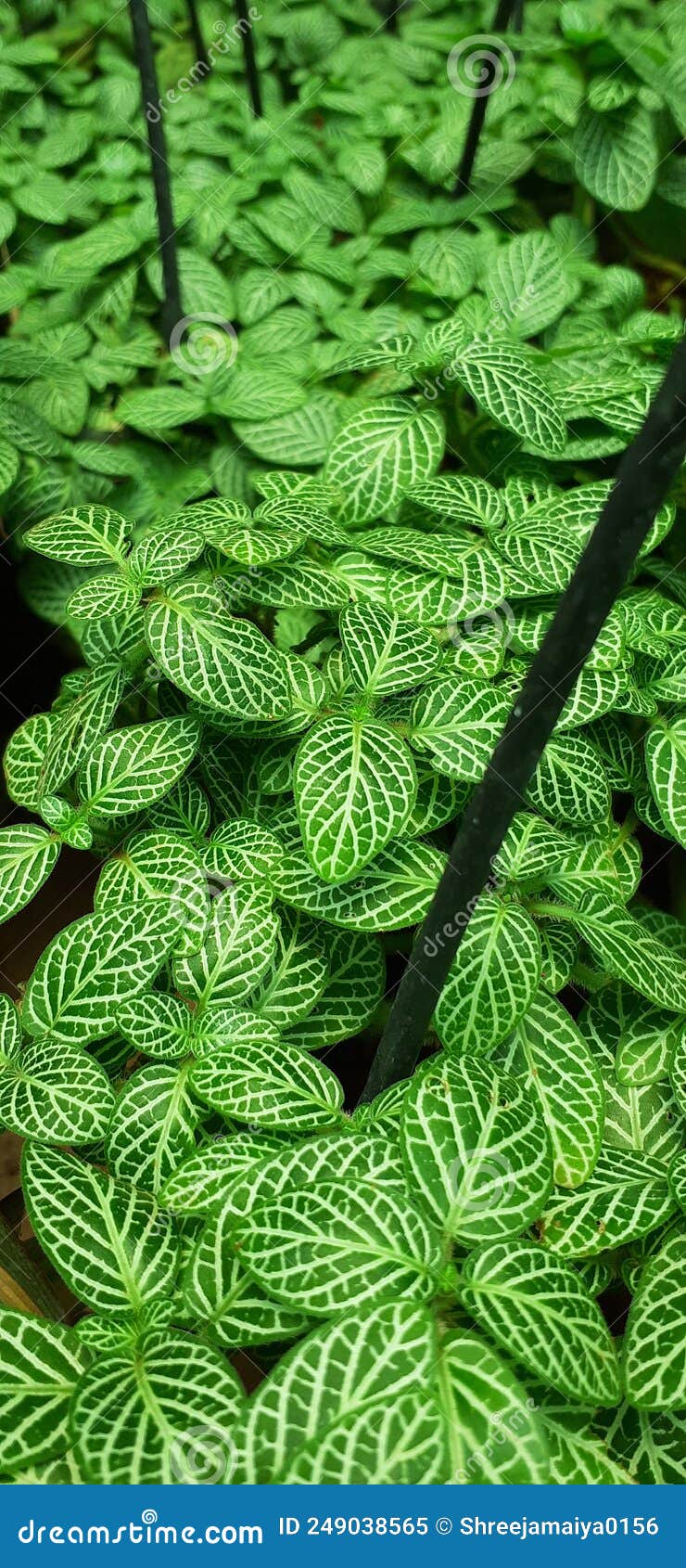 Leaves, Leaves Everywhere and Dwelling, Falling into Greenery Stock ...