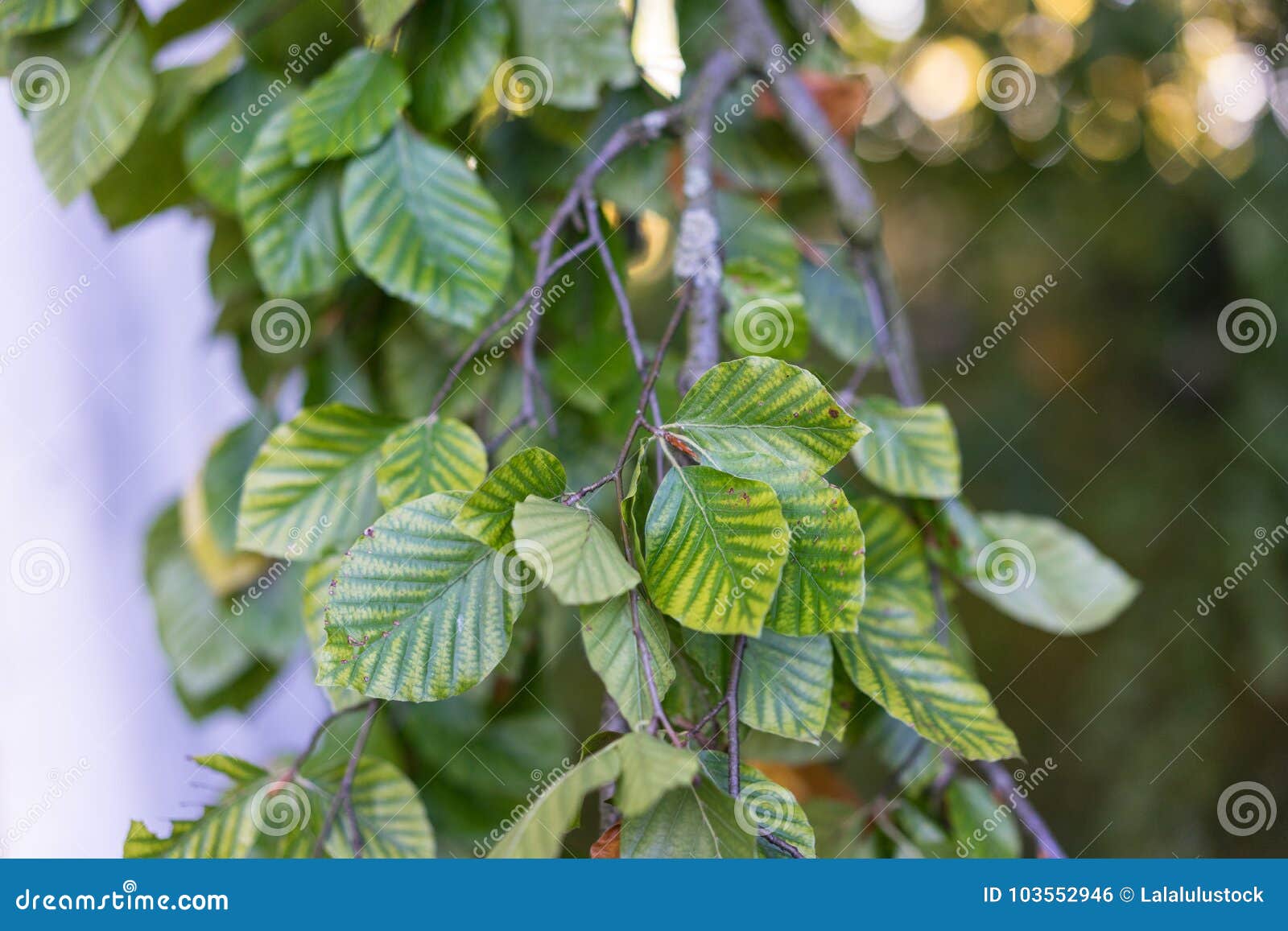 Leaves of of Fagus Silvatica Pendula Beech Tree Stock Photo - Image of ...