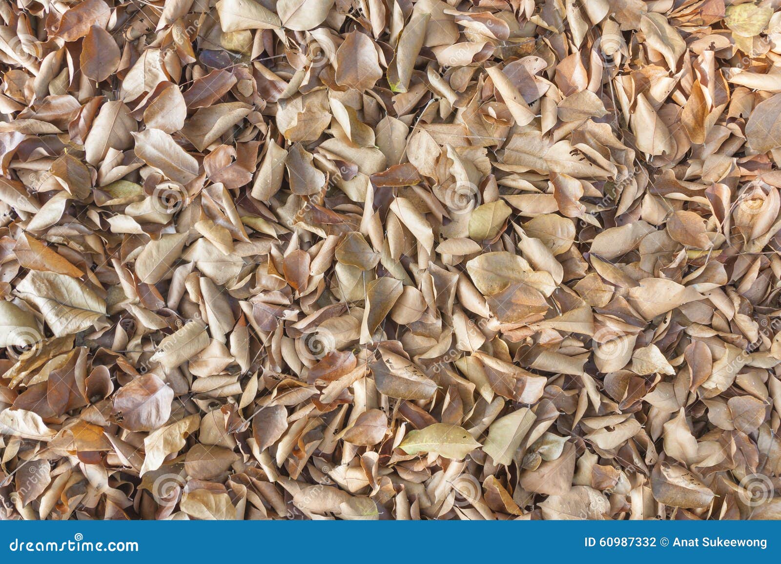 Leaves Fall, Autumn Background Texture Stock Photo - Image of ...