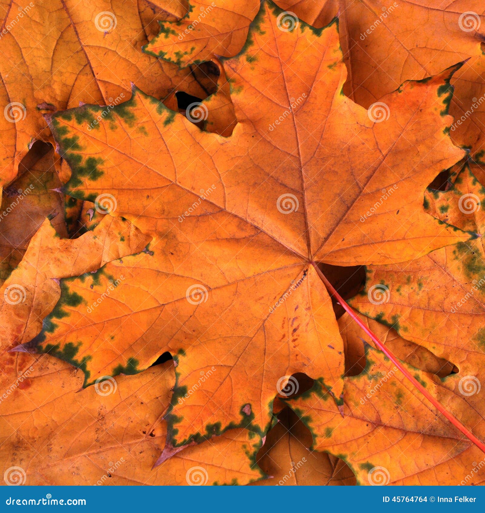 Leaves in fall stock photo. Image of ornate, leaf, composite - 45764764