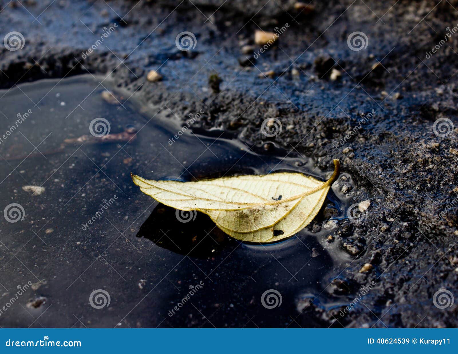 Leaves fall on basins stock image. Image of rock, fall - 40624539