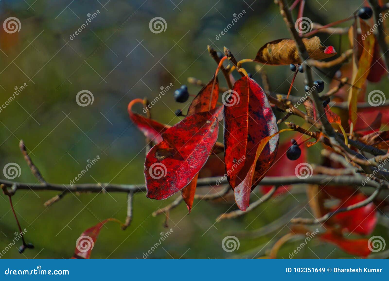Leaves with FALL Colors - Red Stock Image - Image of green, autumn ...