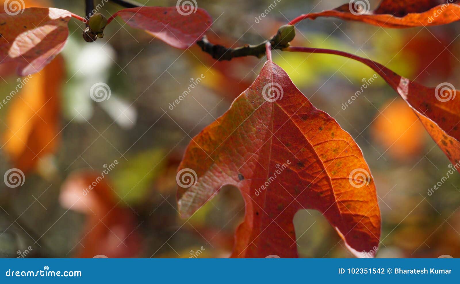Leaves with FALL Colors - Red Stock Photo - Image of colors, plant ...
