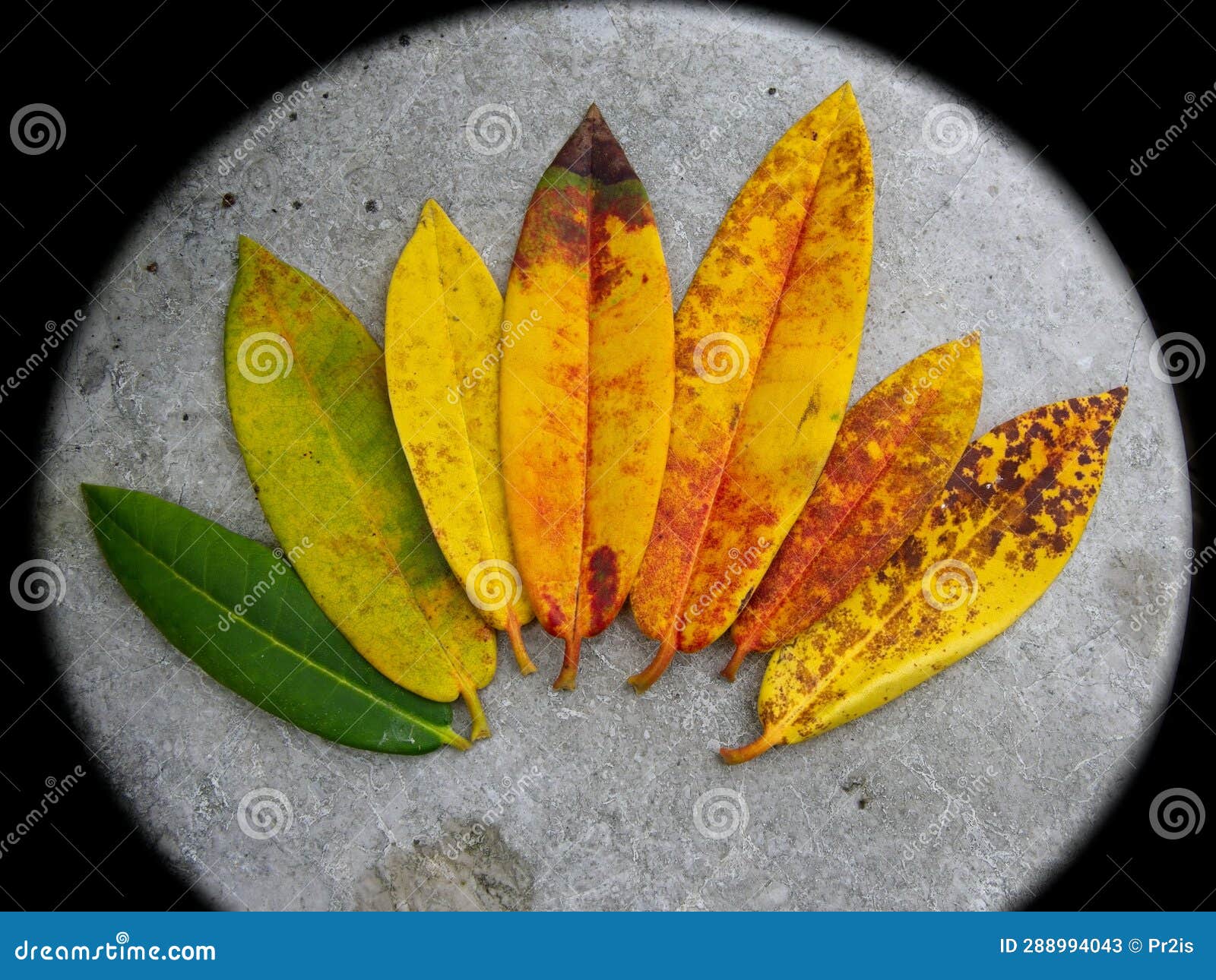 Leaves in the Fall at Different Stages of Decay, Over a Concrete ...