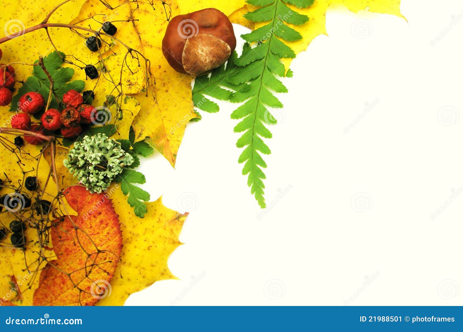 Leaves fall frame stock image. Image of colored, border - 21988501