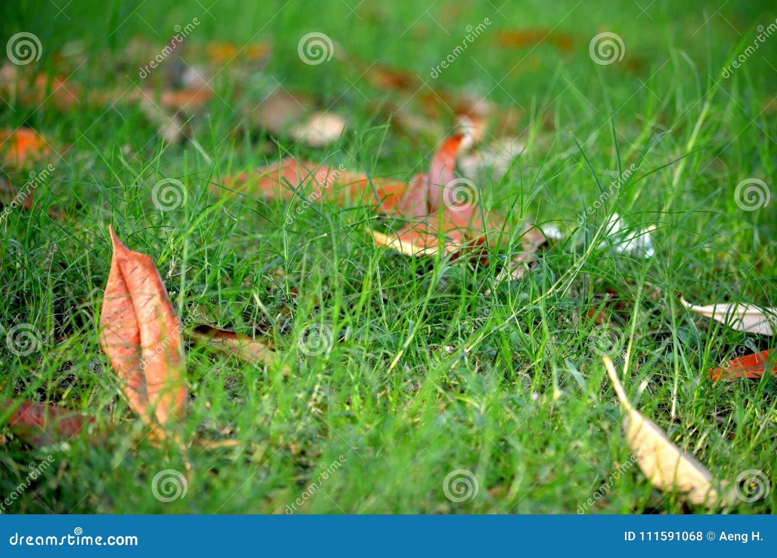 Leaves Fall and Green Glass. Stock Photo - Image of grass, meadow ...