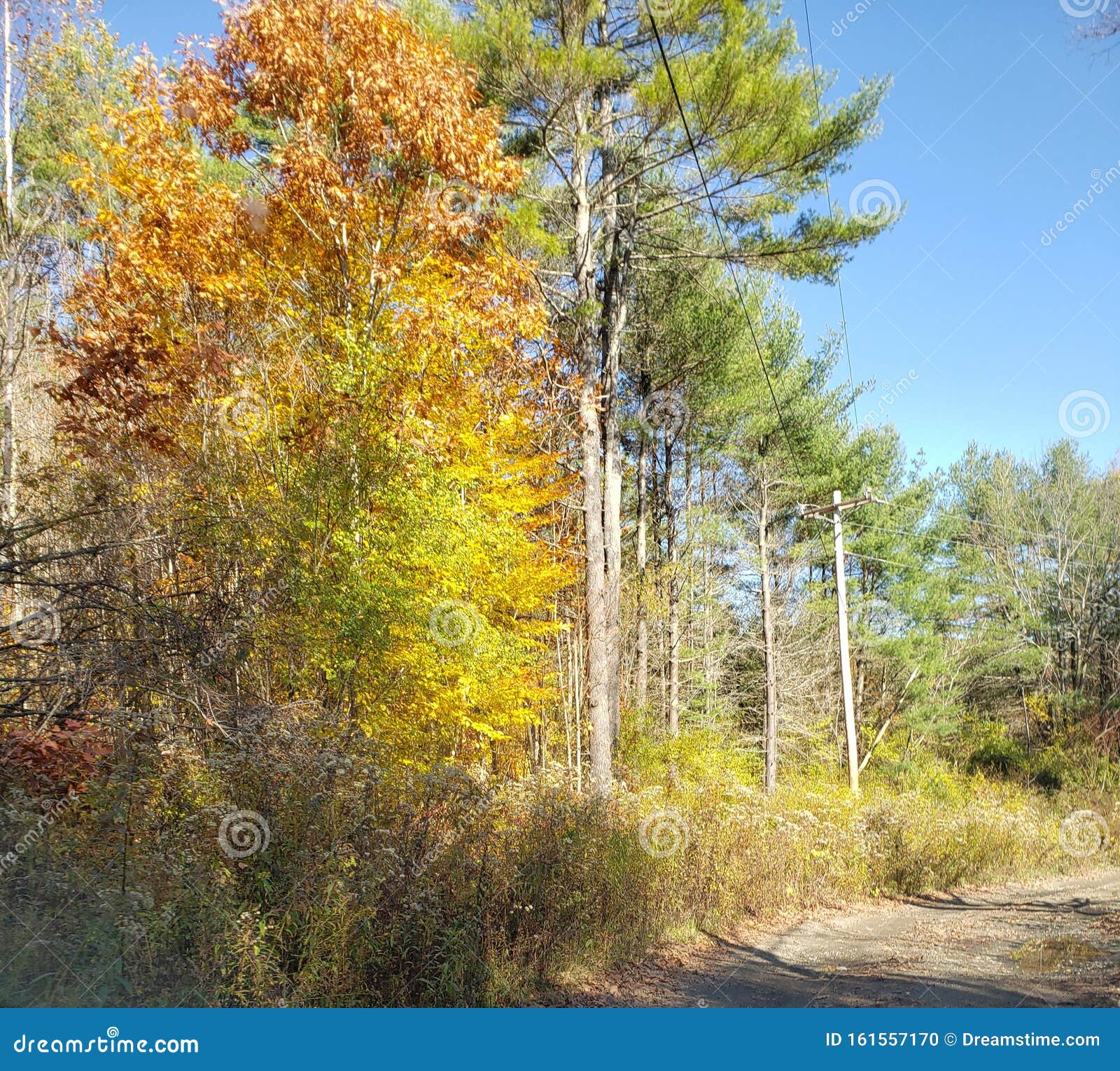 Leaves Fall Nature Woods Sun Stock Photo - Image of woods, leaves ...