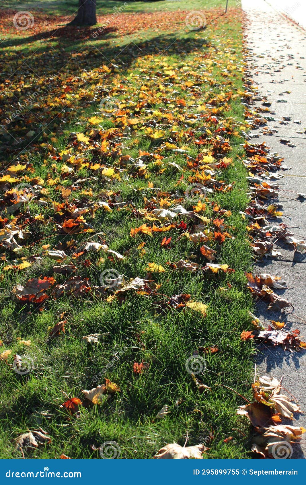 Leaves Fall Off Trees and Drop on the Ground in October Stock Image ...