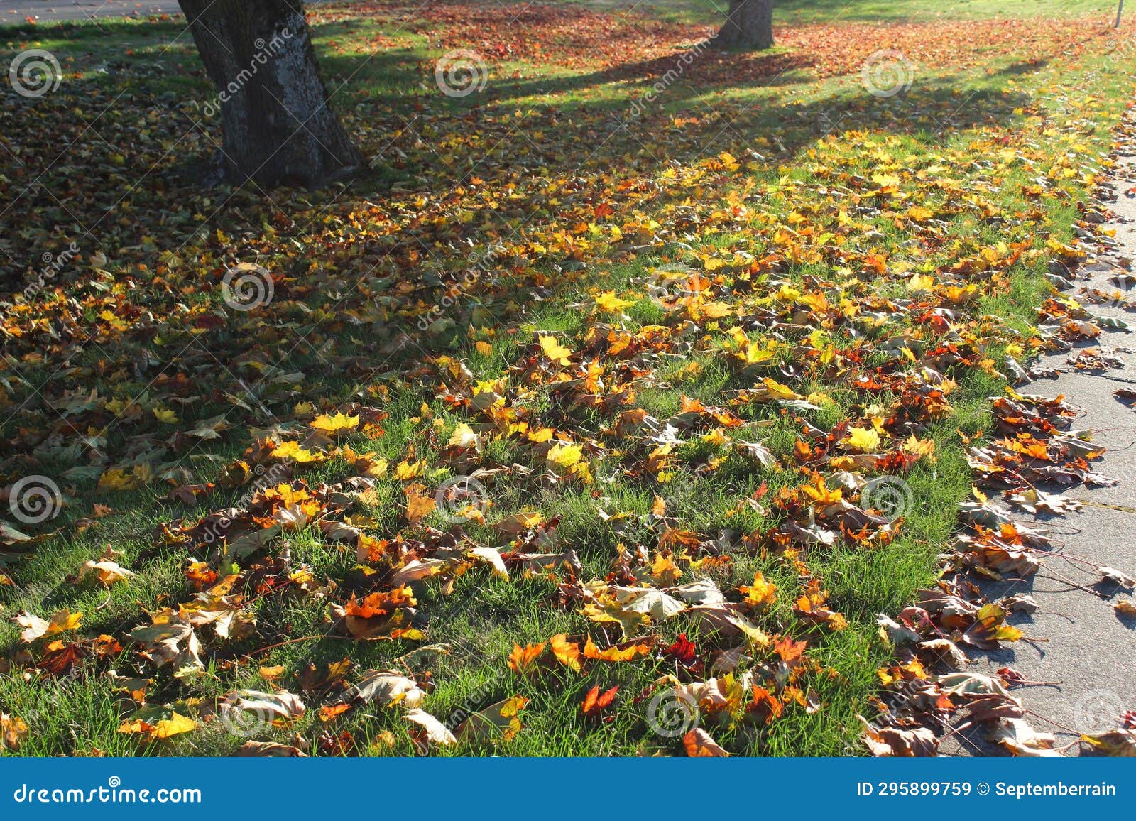 Leaves Fall Off Trees and Drop on the Ground in October Stock Image ...