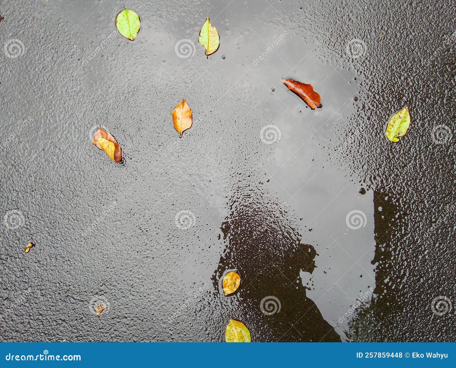 The Leaves Fall after the Rain that Causes Puddles Stock Photo - Image ...