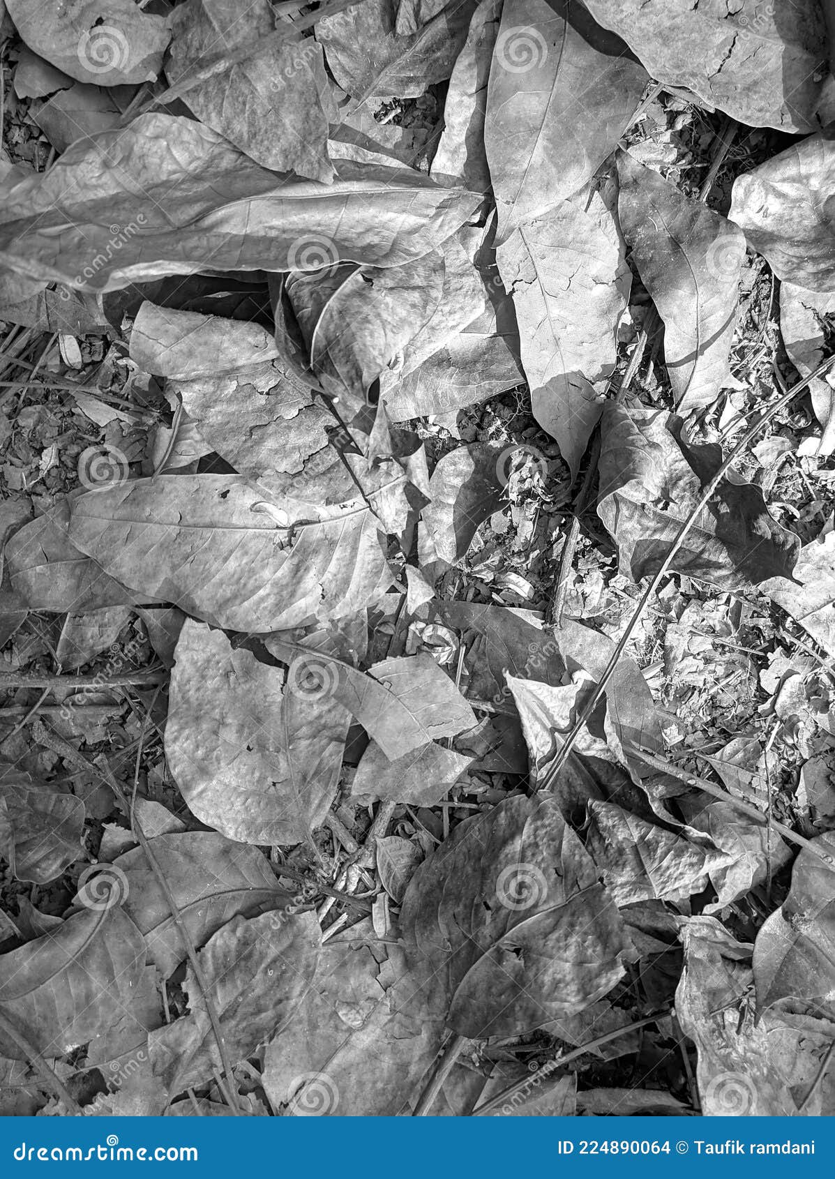 Leaves that Fall To the Ground Stock Photo - Image of geology, soil ...
