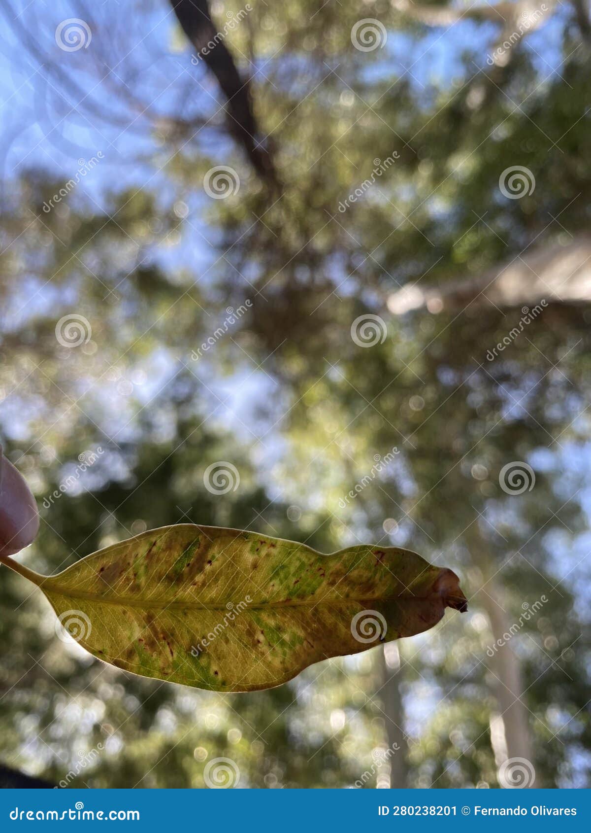 Leaves fall from the tree stock image. Image of grass - 280238201