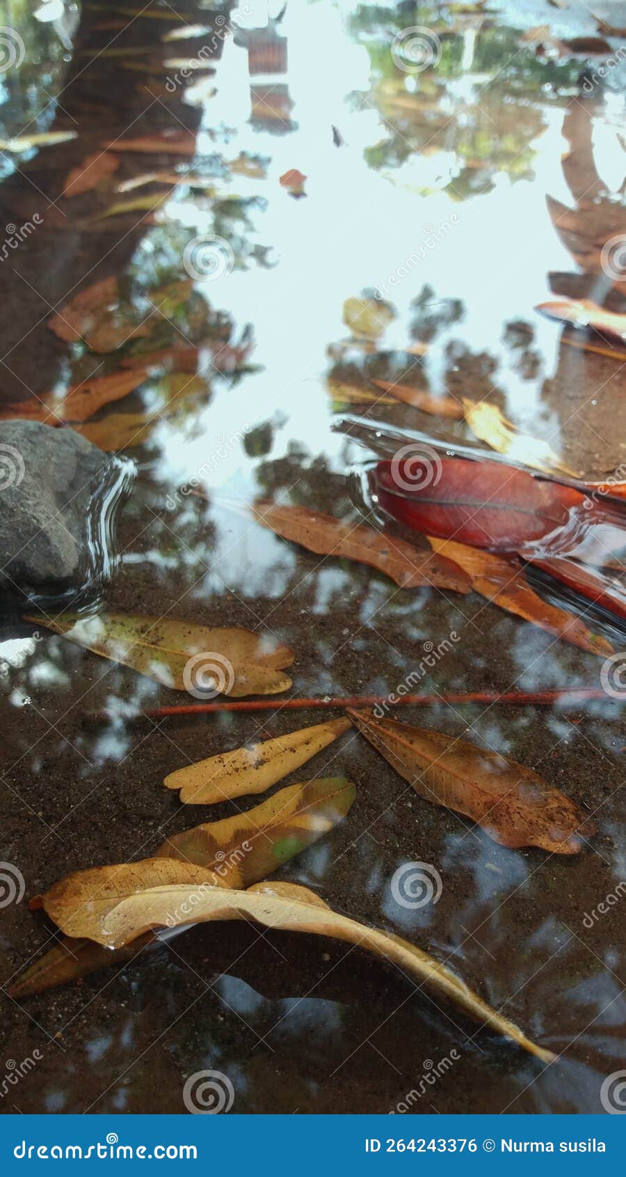 Leaves Falling from the Tree with Beautiful Stock Photo - Image of fall ...
