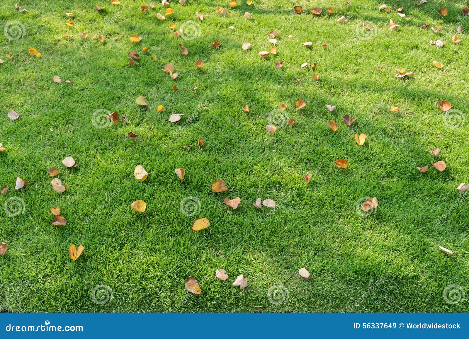 Leaves Fallen on Grass Field Stock Image - Image of grass, season: 56337649