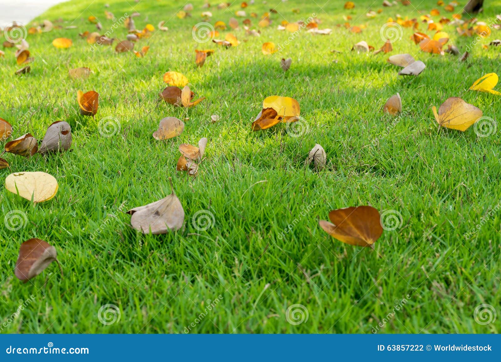 Leaves Fallen on Grass Field Stock Photo - Image of season, maple: 63857222