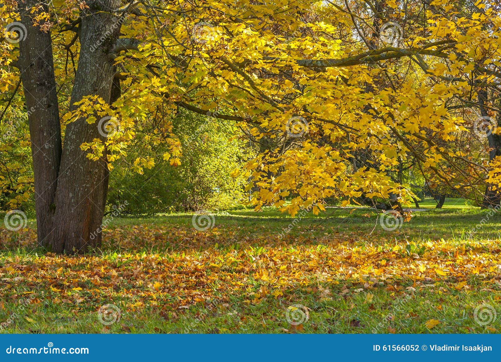 Leaves Falling from an Autumn Tree Stock Photo - Image of foliagacopy ...
