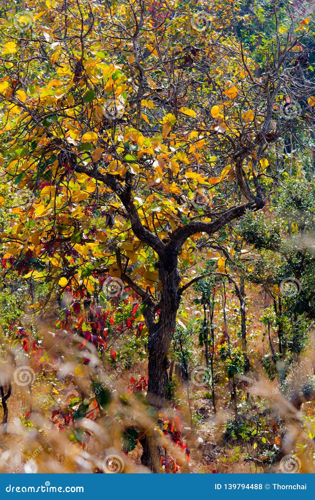 Leaves Falling Down in Autumn Stock Photo - Image of close, botanical ...