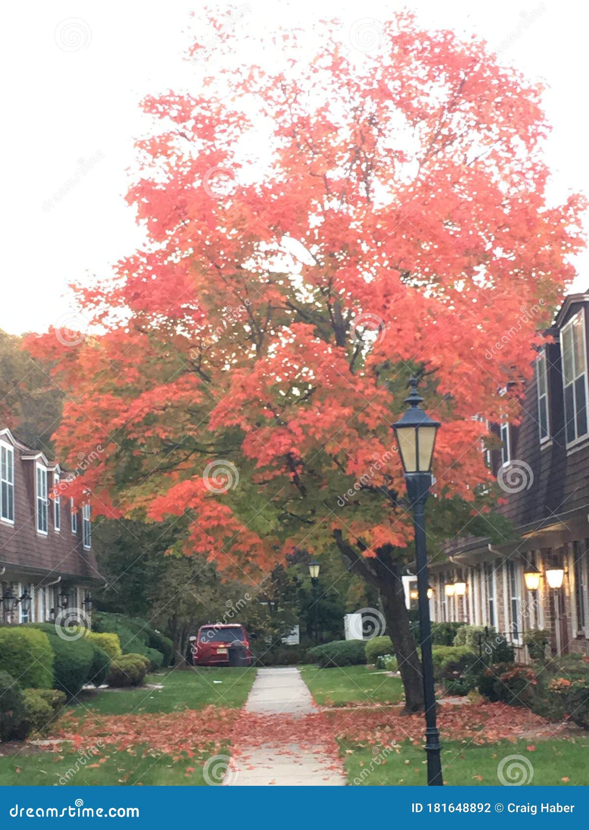 Leaves Falling Down in NJ stock photo. Image of falling - 181648892