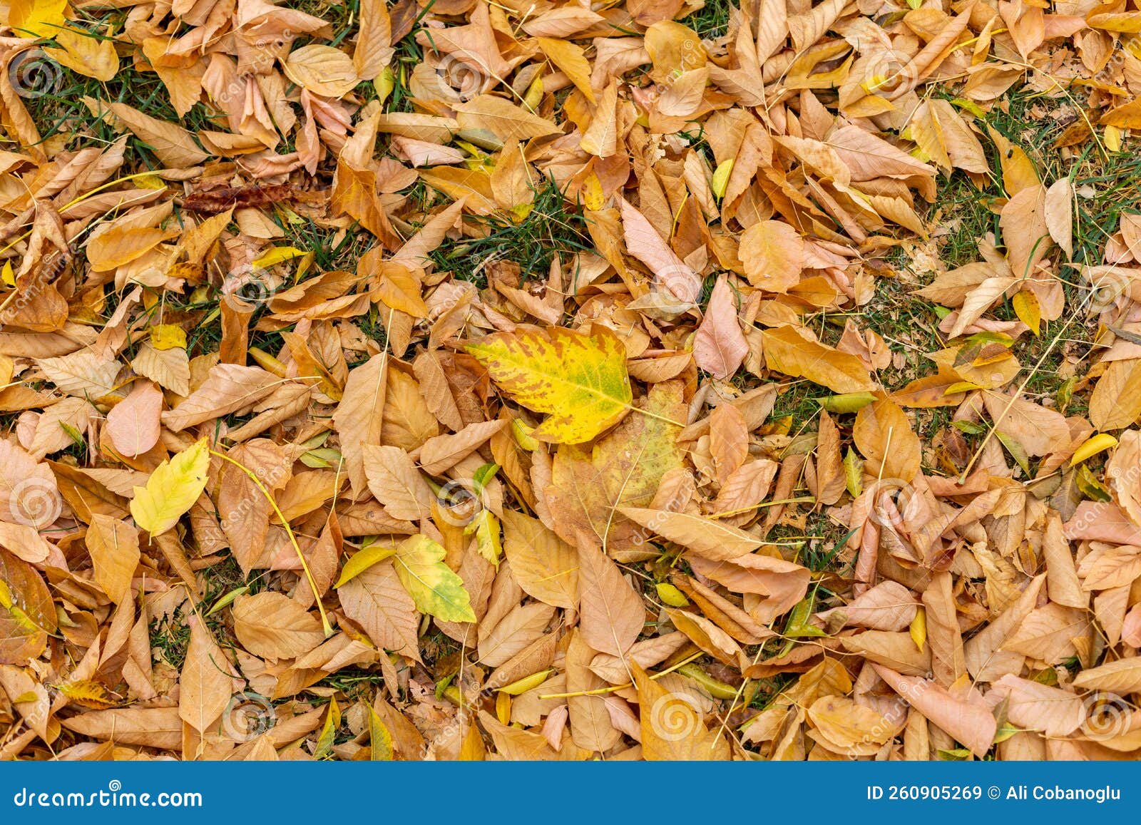 Leaves Falling from Trees in the Fall. Yellow Leaves, Leaf Litter Stock ...