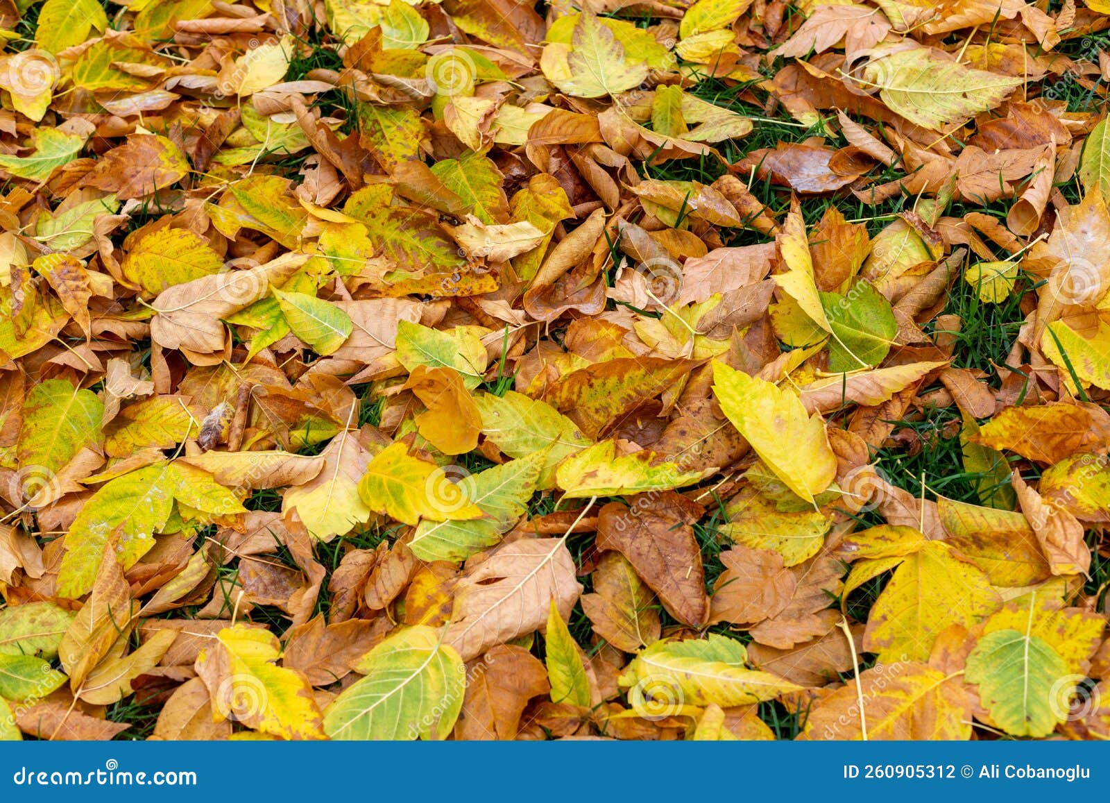 Leaves Falling from Trees in the Fall. Yellow Leaves, Leaf Litter Stock ...