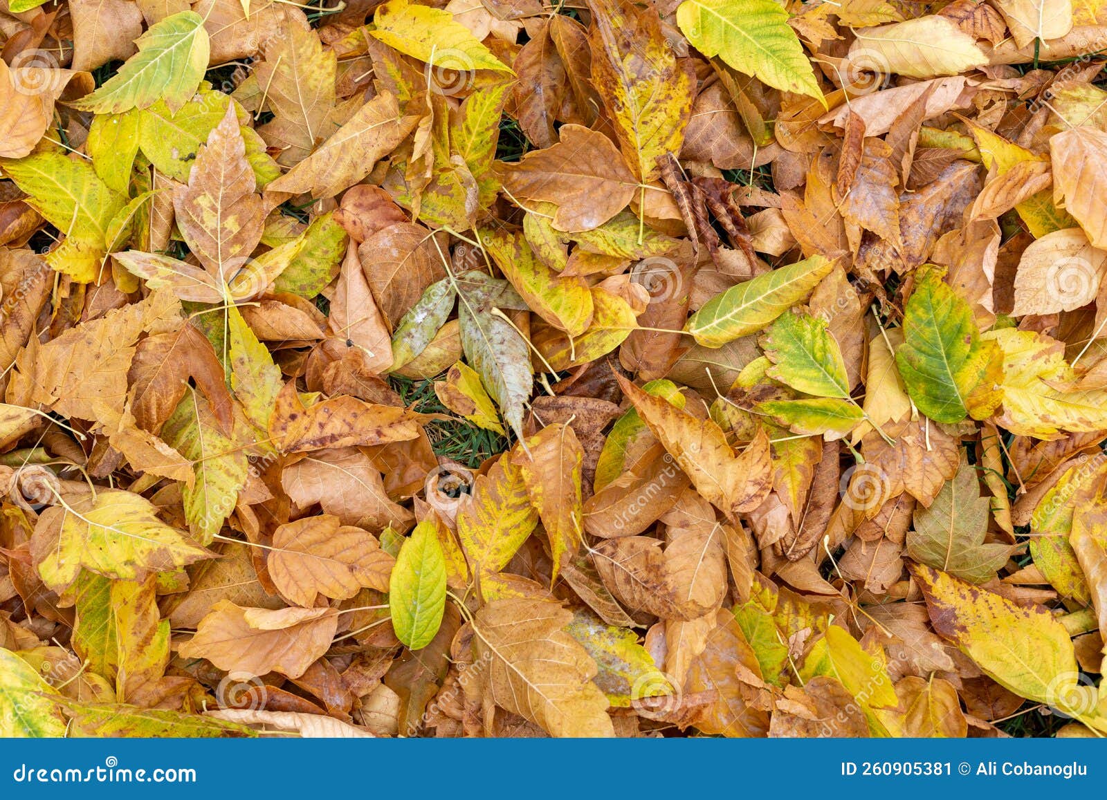Leaves Falling from Trees in the Fall. Yellow Leaves, Leaf Litter Stock ...