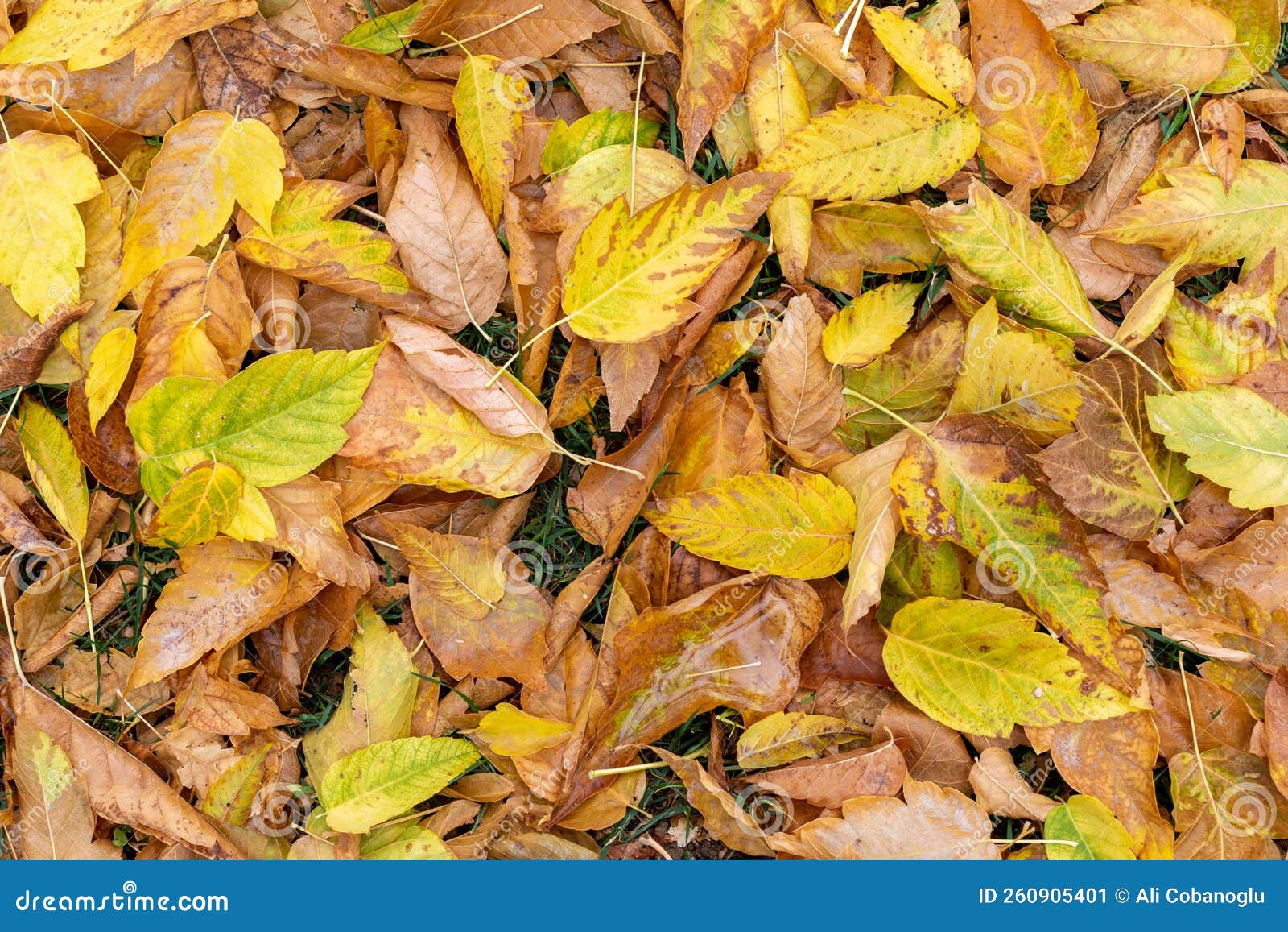Leaves Falling from Trees in the Fall. Yellow Leaves, Leaf Litter Stock ...