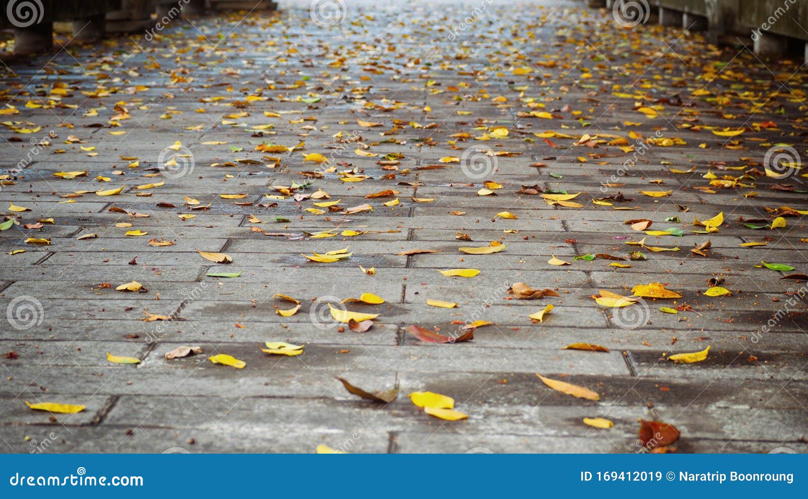 Leaves Falling on Wet Ground after Rain Stock Image - Image of giving ...