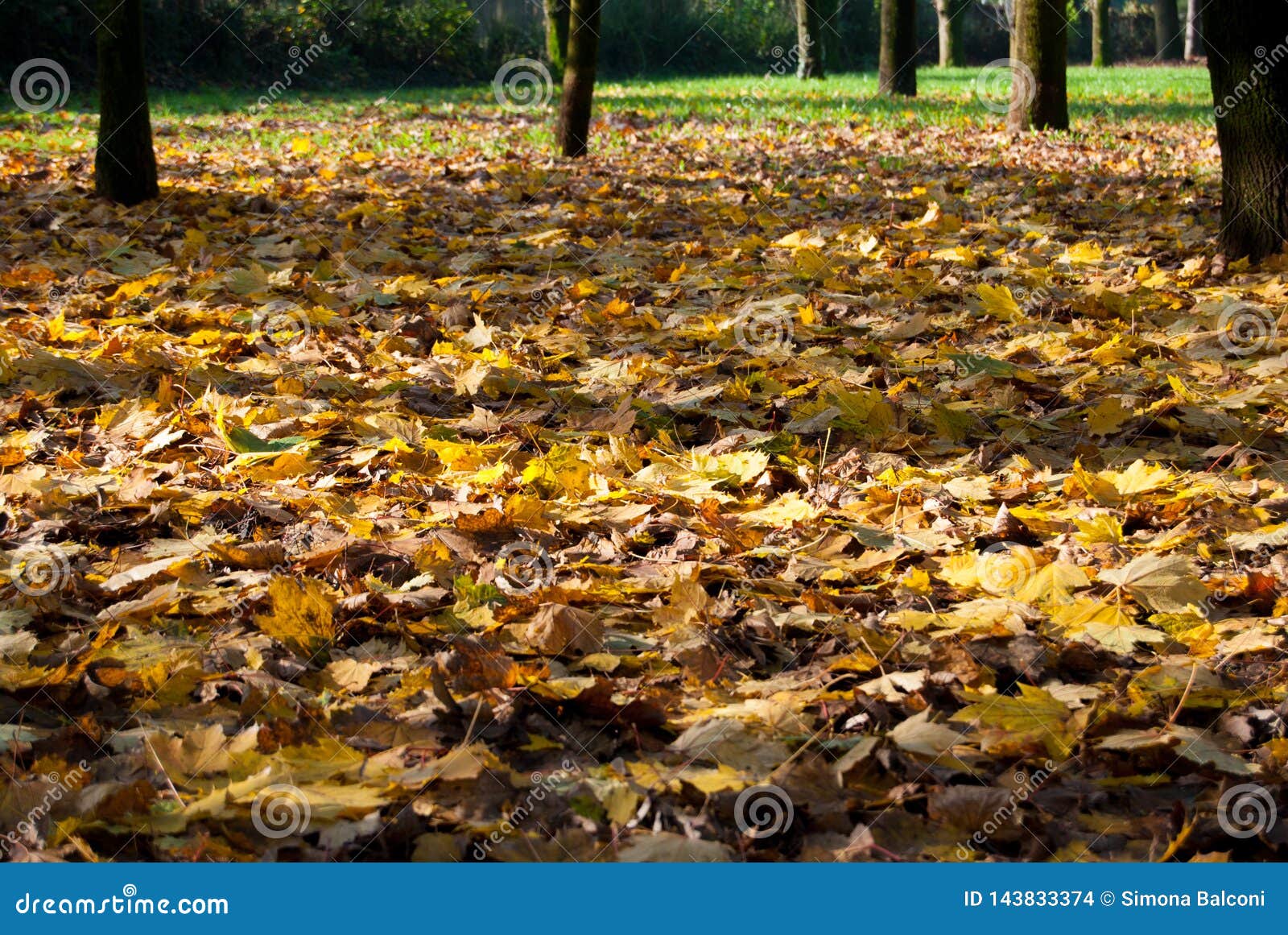 Leaves Falls on the Ground during the Time of Autumn Stock Photo ...