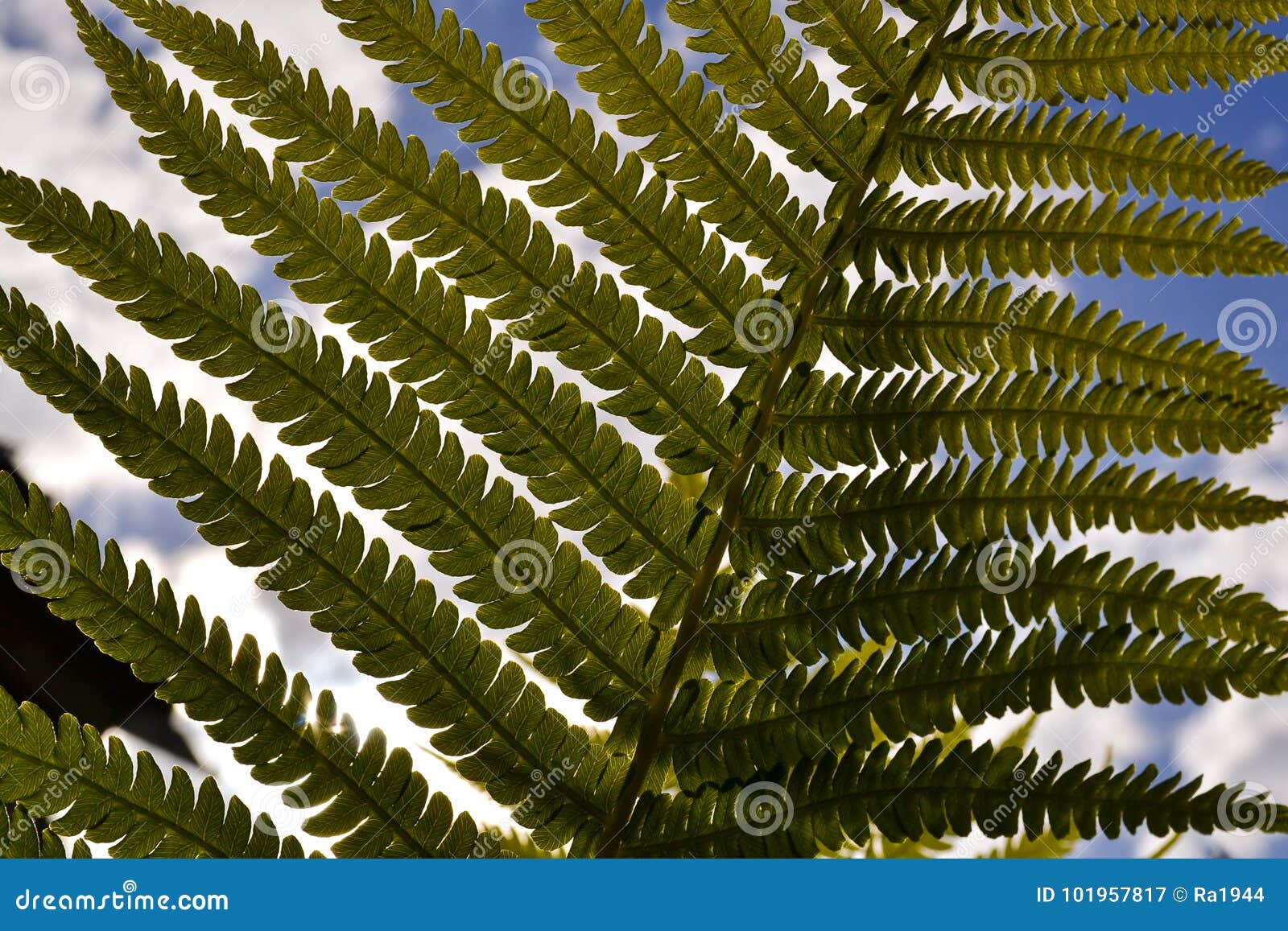 Fern Below Giant Sequoias In Redwoods Forest In California Stock Photo ...