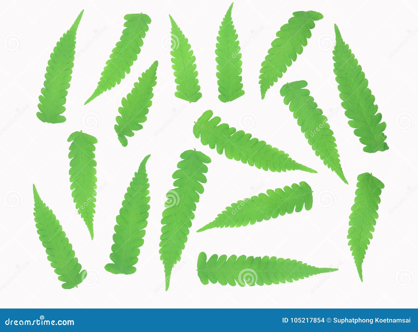 Set With Leaves And Ferns. Cartoon Vector | CartoonDealer.com #92474445