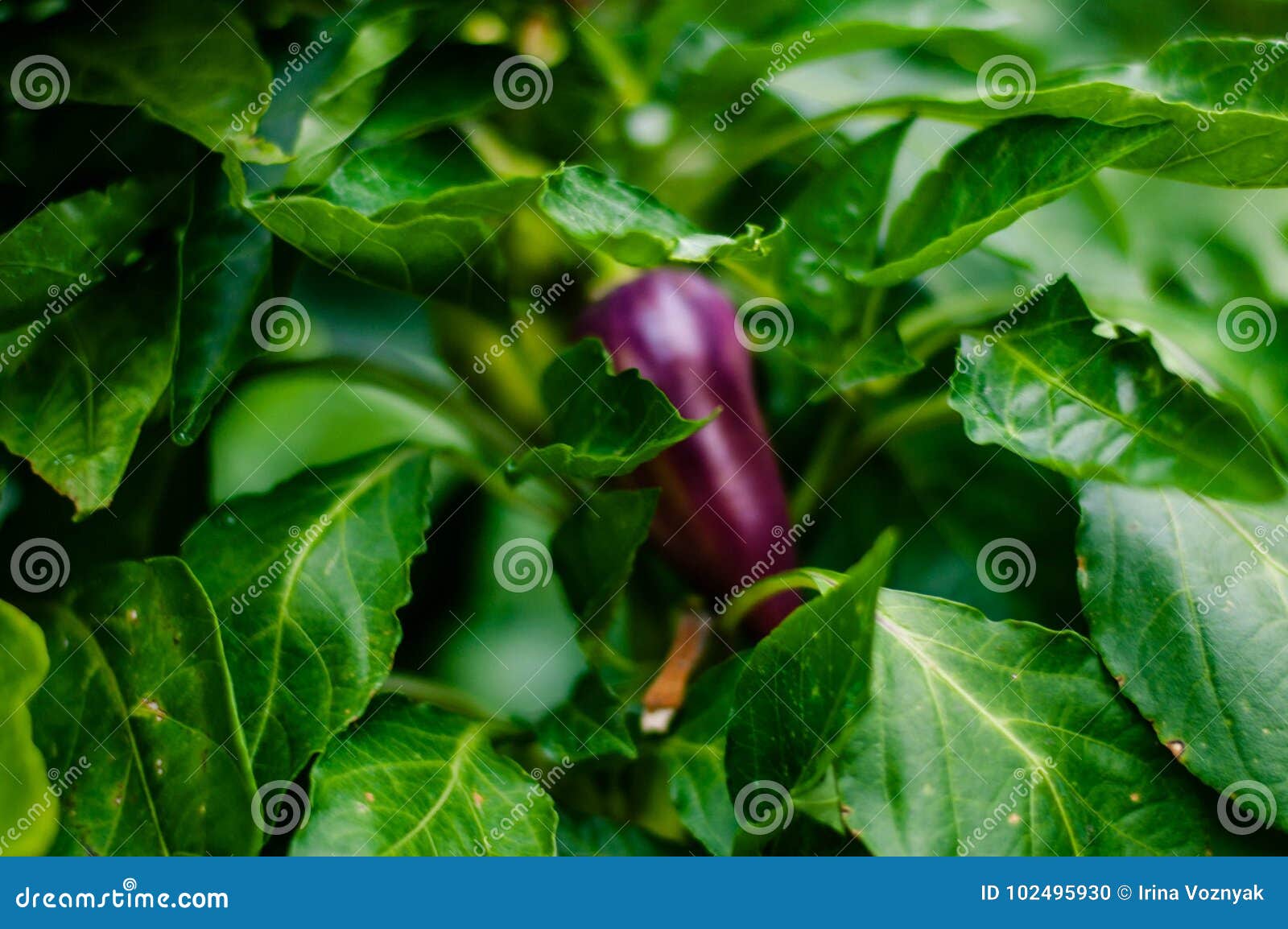 Leaves and Fetus of the Vegetable Pepper Stock Photo - Image of violet ...