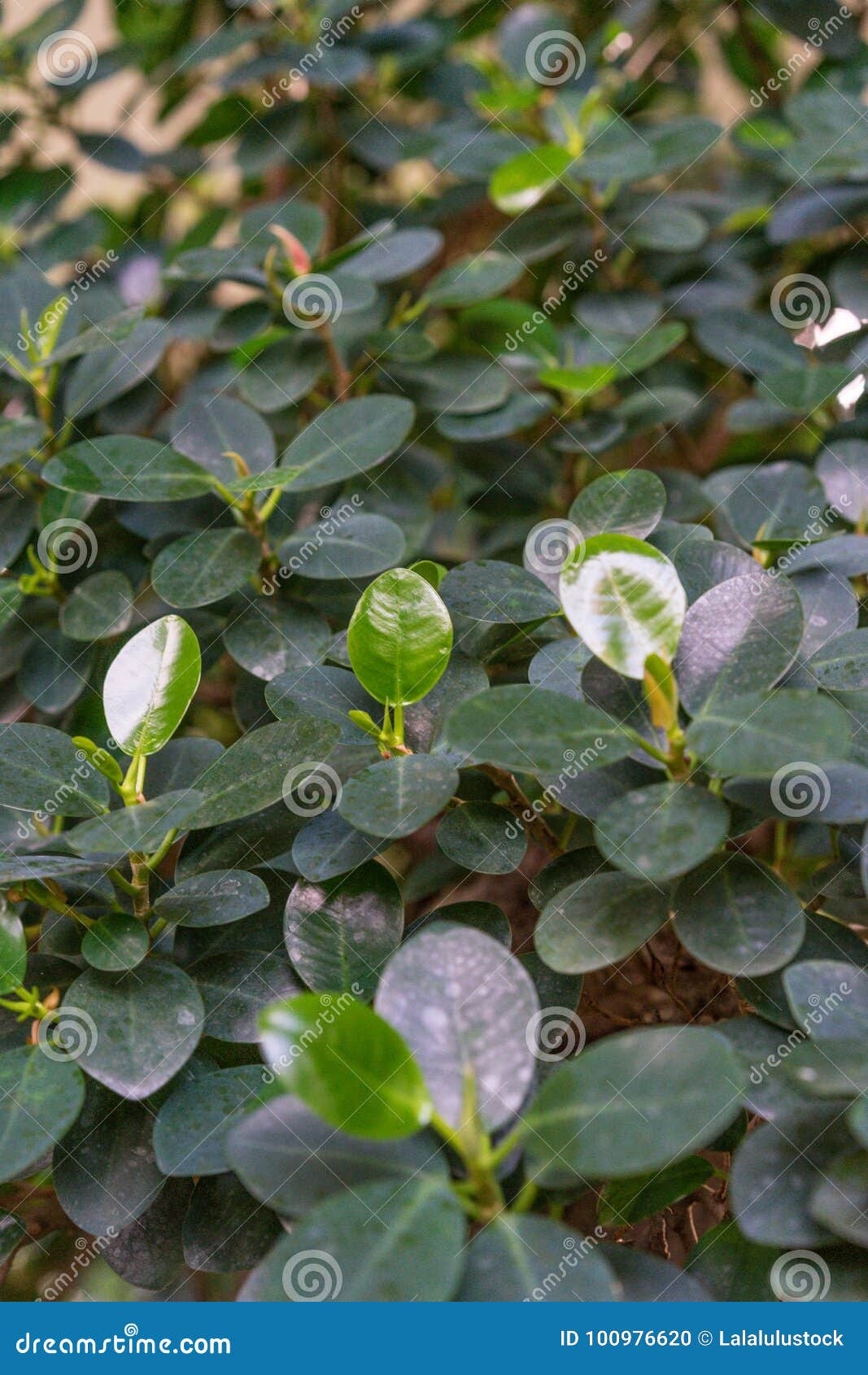 Leaves from Ficus Microcarpa Panda Moraceae, Chinese Fig Tree Stock ...