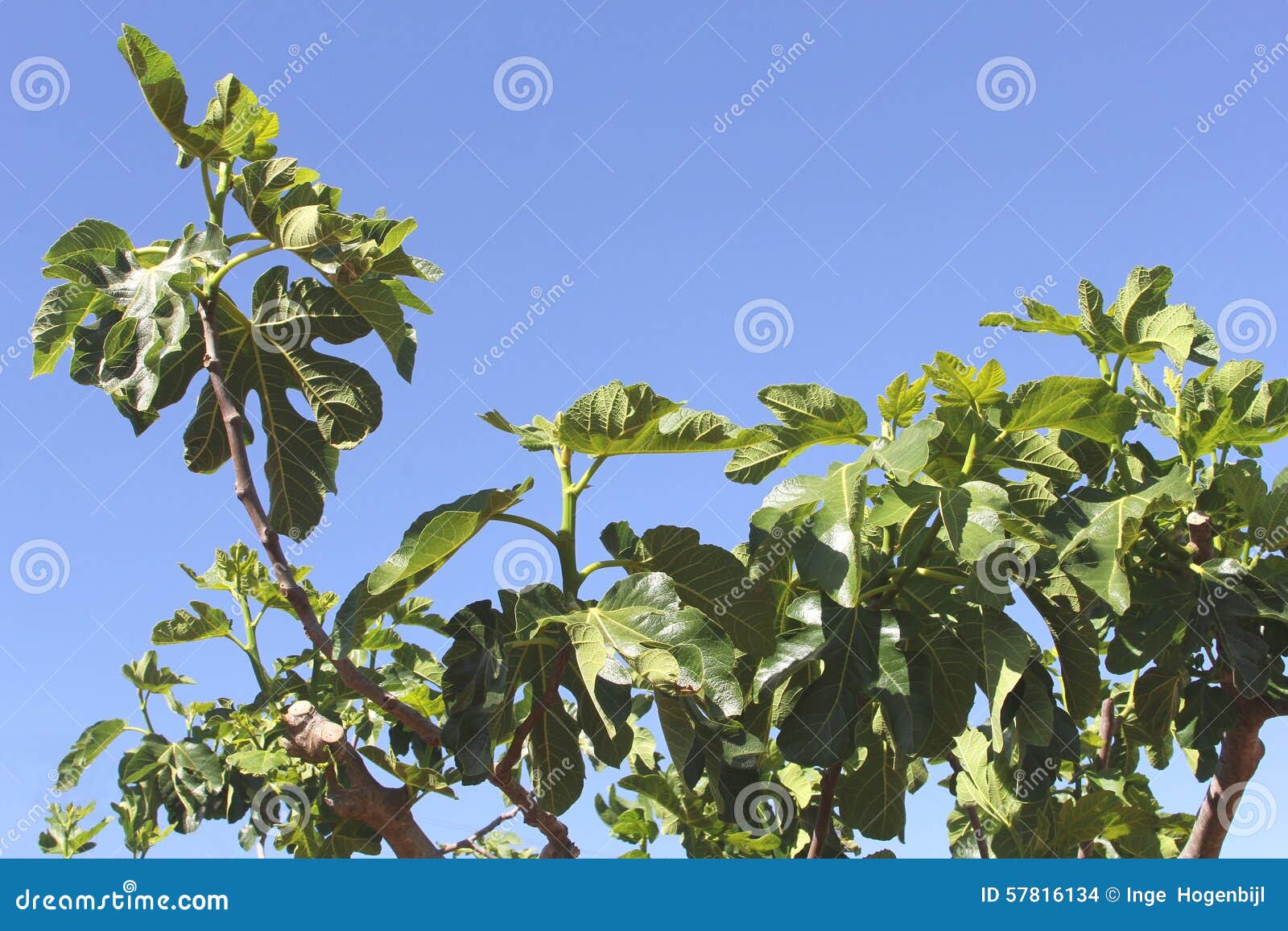 Leaves of a Fig Tree in a Blue Sky, Summertime Stock Photo - Image of ...