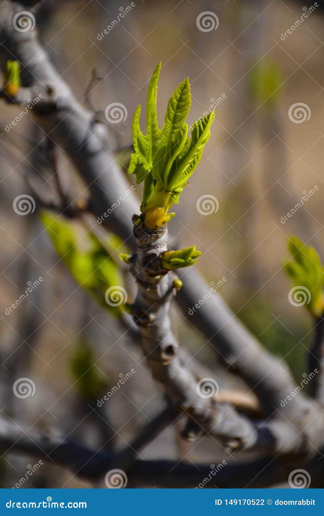 Leaves of a Fig Tree in the Spring Stock Photo - Image of plants ...