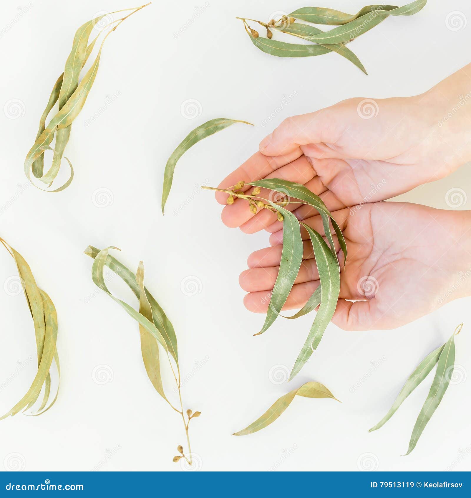 Leaves. Flat lay stock image. Image of leaf, bright, table - 79513119