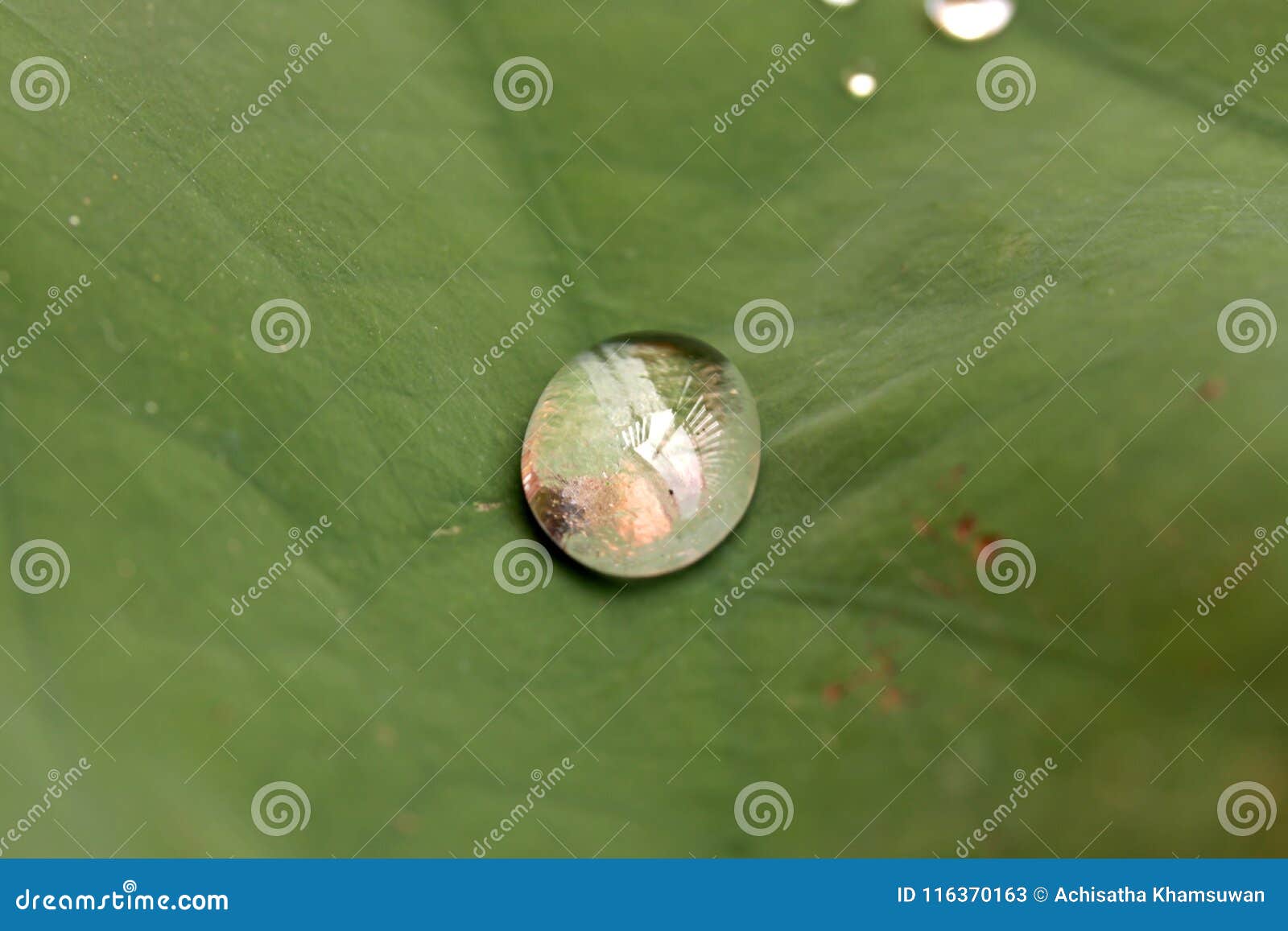 The Leaves Float on Top of the Water Surface or are Held Well Above it ...