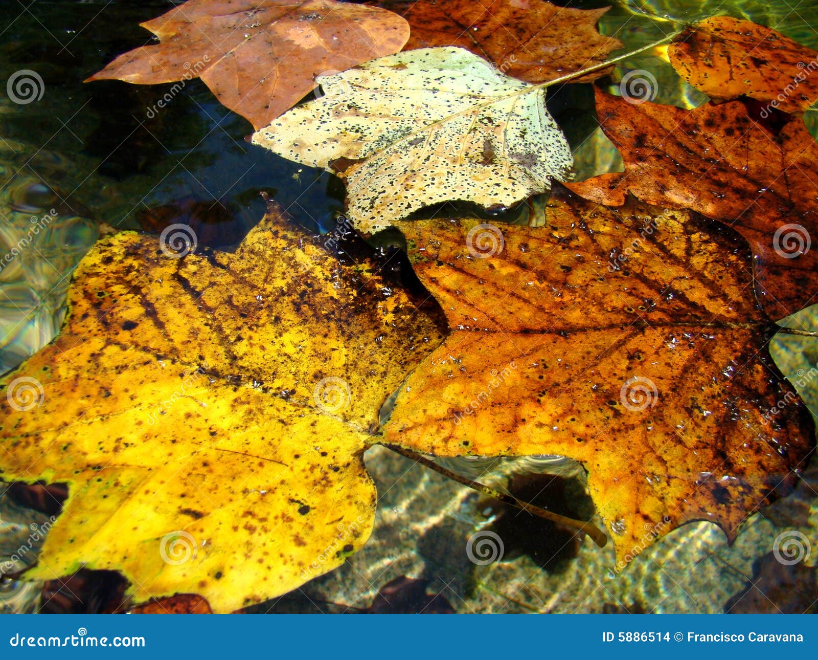 Leaves floating stock photo. Image of brilliant, park - 5886514