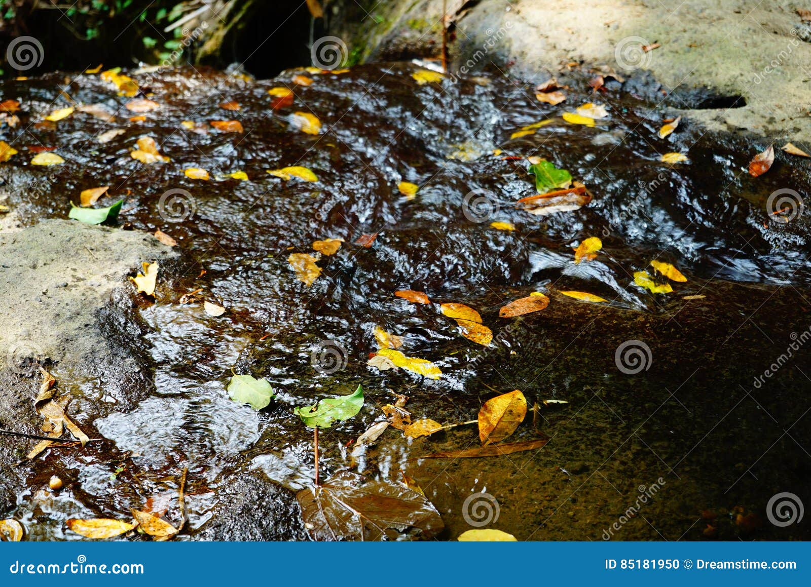 Leaves Floating in the Current Stream. Stock Photo - Image of color ...