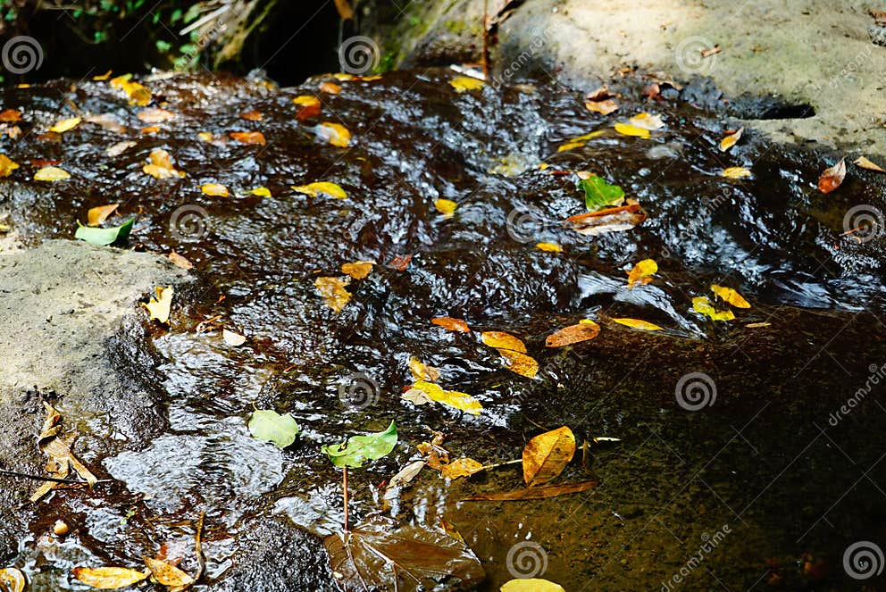 Leaves Floating in the Current Stream. Stock Photo - Image of color ...
