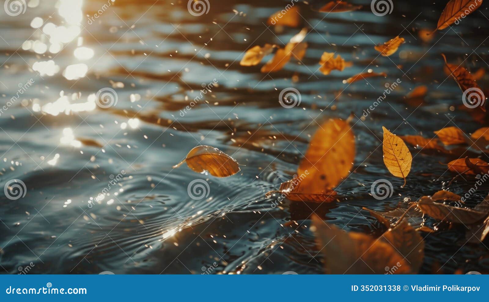Leaves Floating on the Surface of Water, Suitable for Nature ...